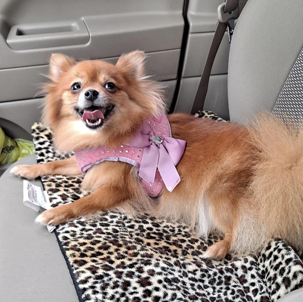 Sugar Butt Poms in Florida | Pomeranian puppies | Good Dog