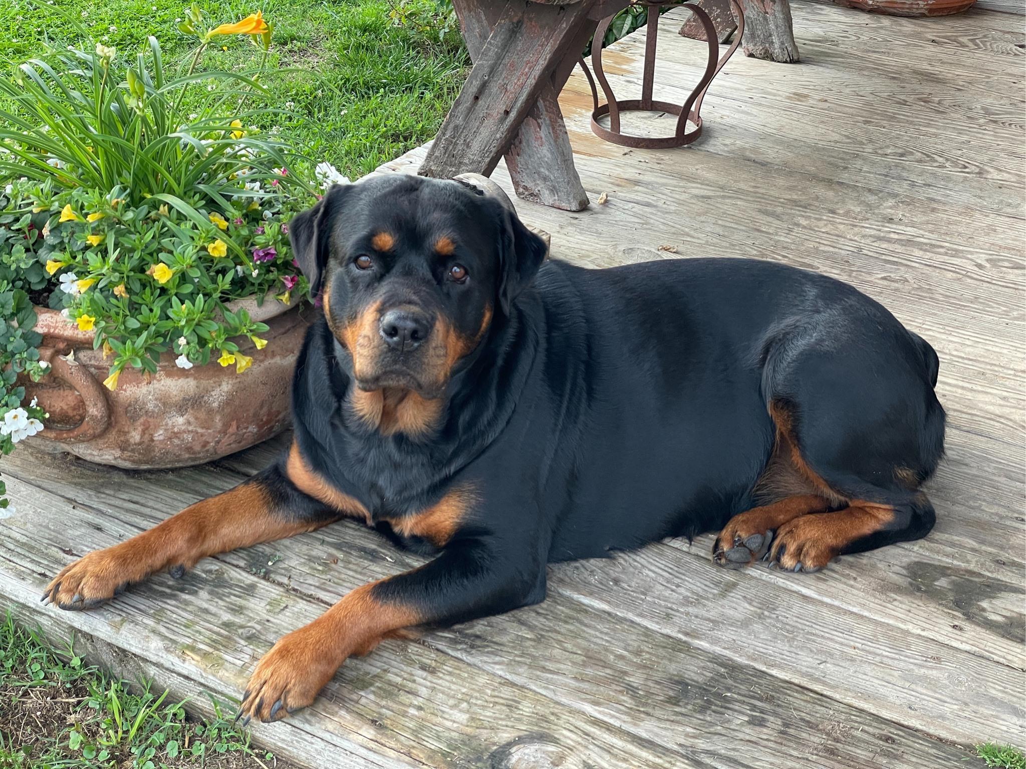 Lucky Rose Ranch in Oklahoma | Rottweiler puppies | Good Dog
