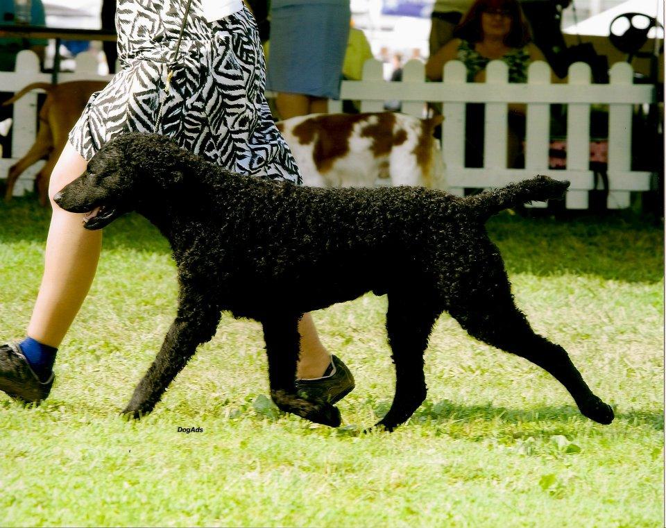 Kurly Kreek in Maryland | Curly-Coated Retriever puppies | Good Dog