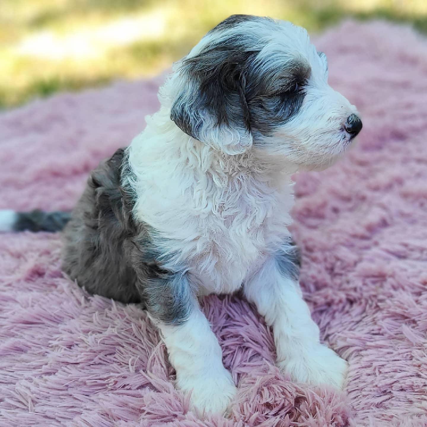 Spandoodles in California | Aussiedoodle puppies | Good Dog