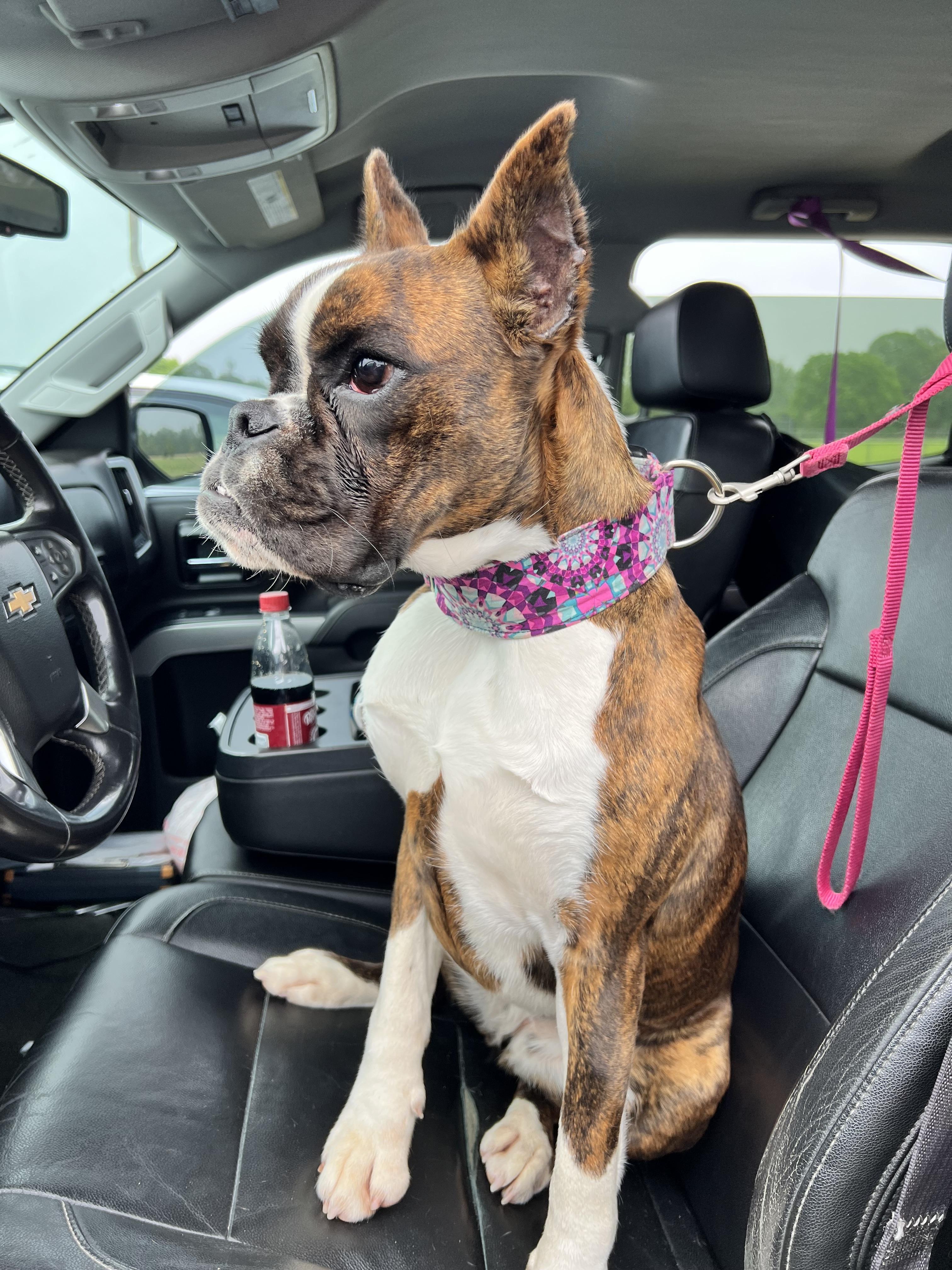 Vom Broadvalley in Tennessee | Boxer puppies | Good Dog