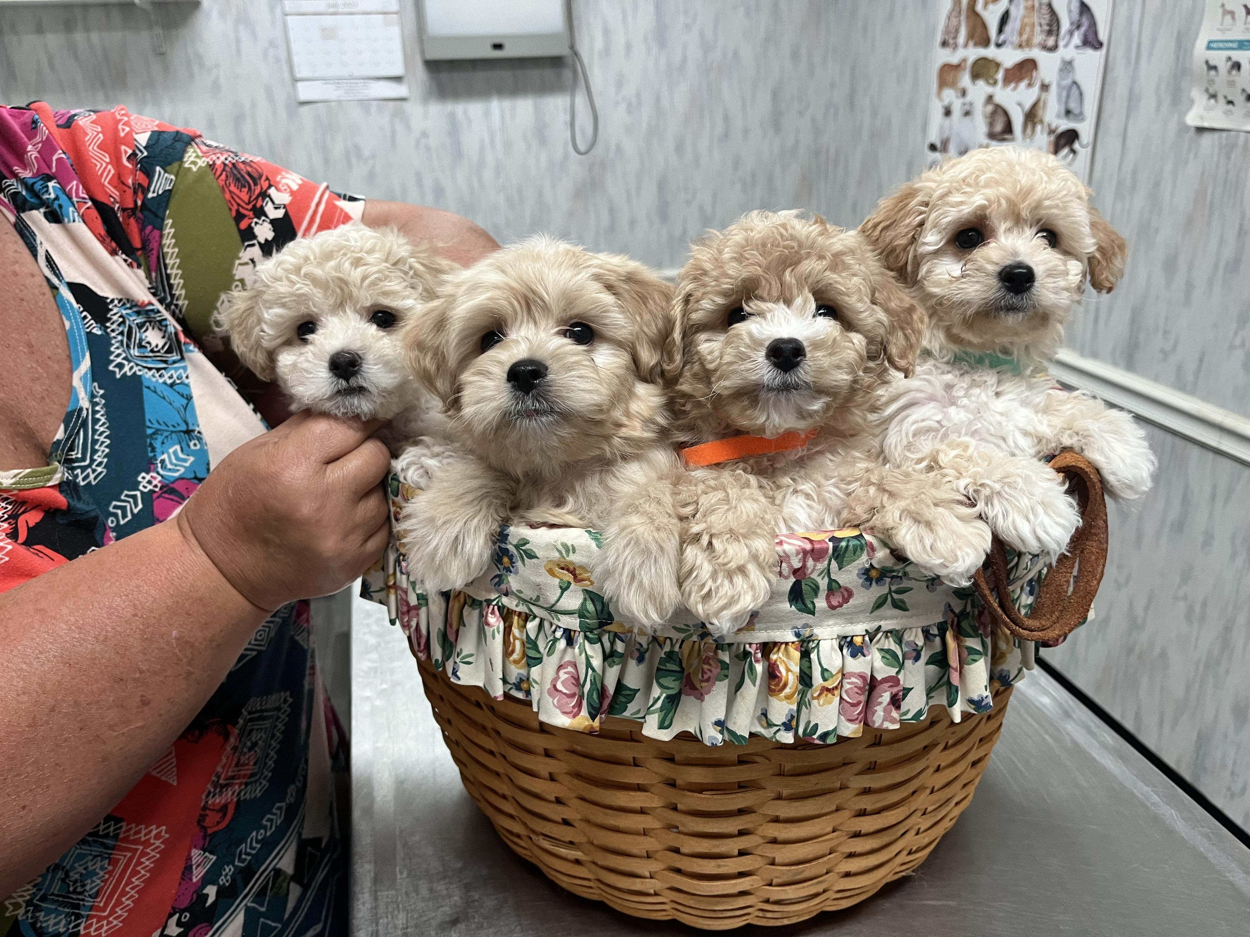 Morris Maltipoo Moments in Alabama | Maltipoo puppies | Good Dog