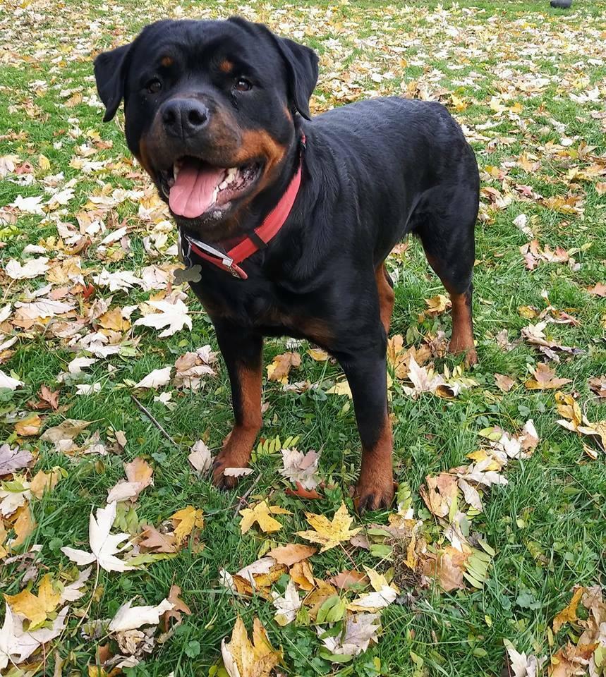 Rose Red Rottweilers in New York | Rottweiler puppies | Good Dog