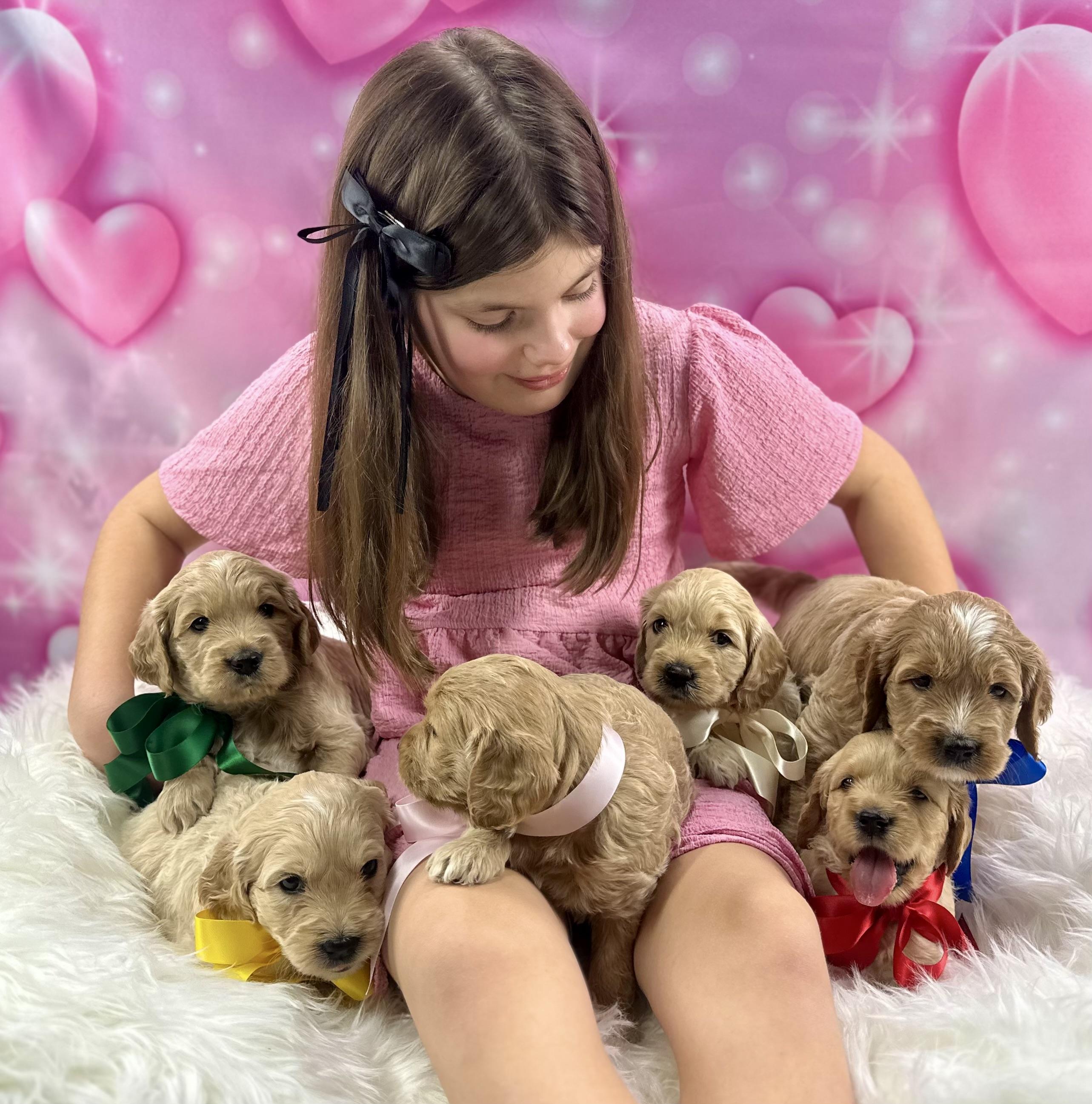 Polly Wolly Doodles in Idaho | Goldendoodle puppies | Good Dog