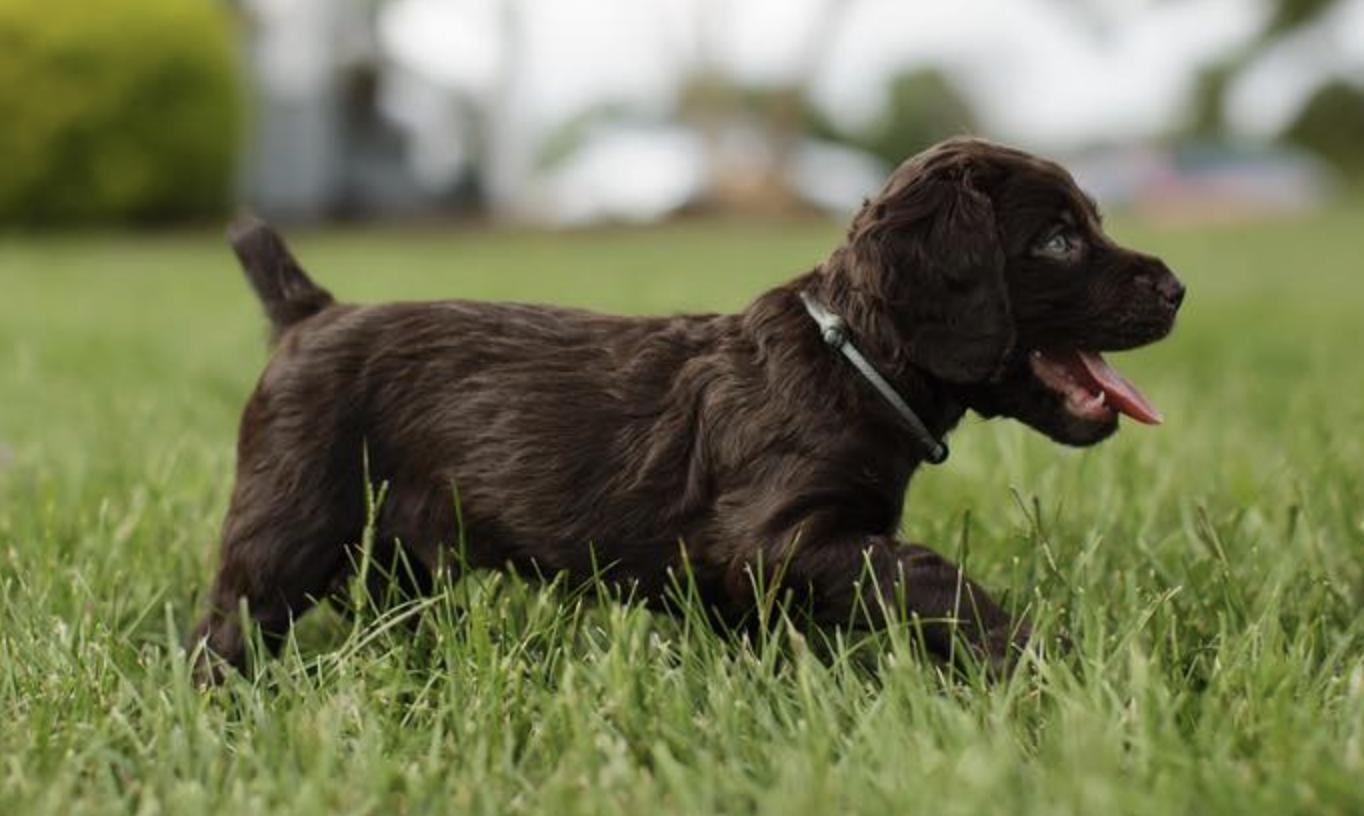 Lake Lands Boykin Spaniels in Virginia | Boykin Spaniel puppies | Good Dog