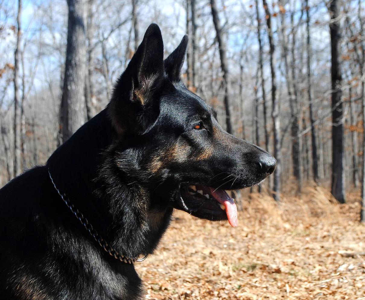 Atlas Shepherds in Arkansas | German Shepherd puppies | Good Dog