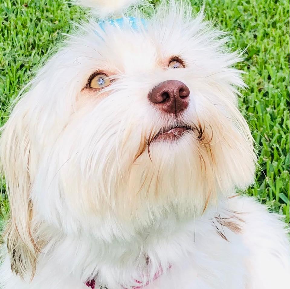 Cloud 9 Havanese in Texas | Havanese puppies | Good Dog