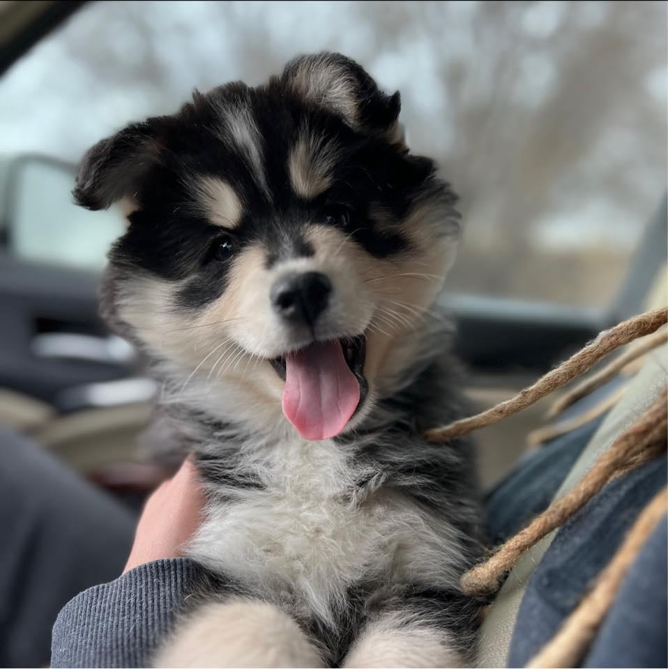 Destiny Pomskies LLC in Colorado | Pomsky puppies | Good Dog