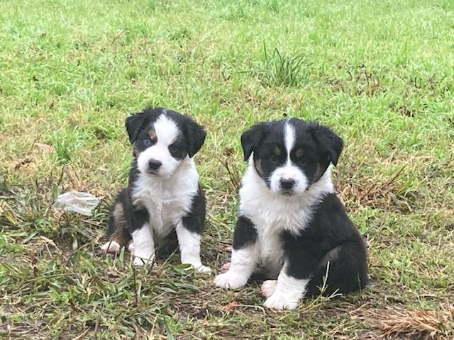 Angela's Miniature Australian Shepherds in Texas | Miniature Australian ...