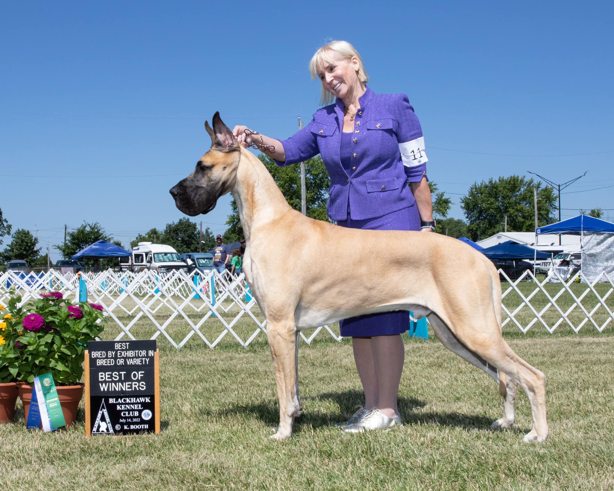 Nelson Great Danes in Illinois | Great Dane puppies | Good Dog