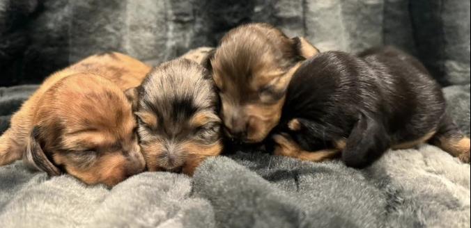 Clayton Kennels in Missouri | Dachshund puppies | Good Dog