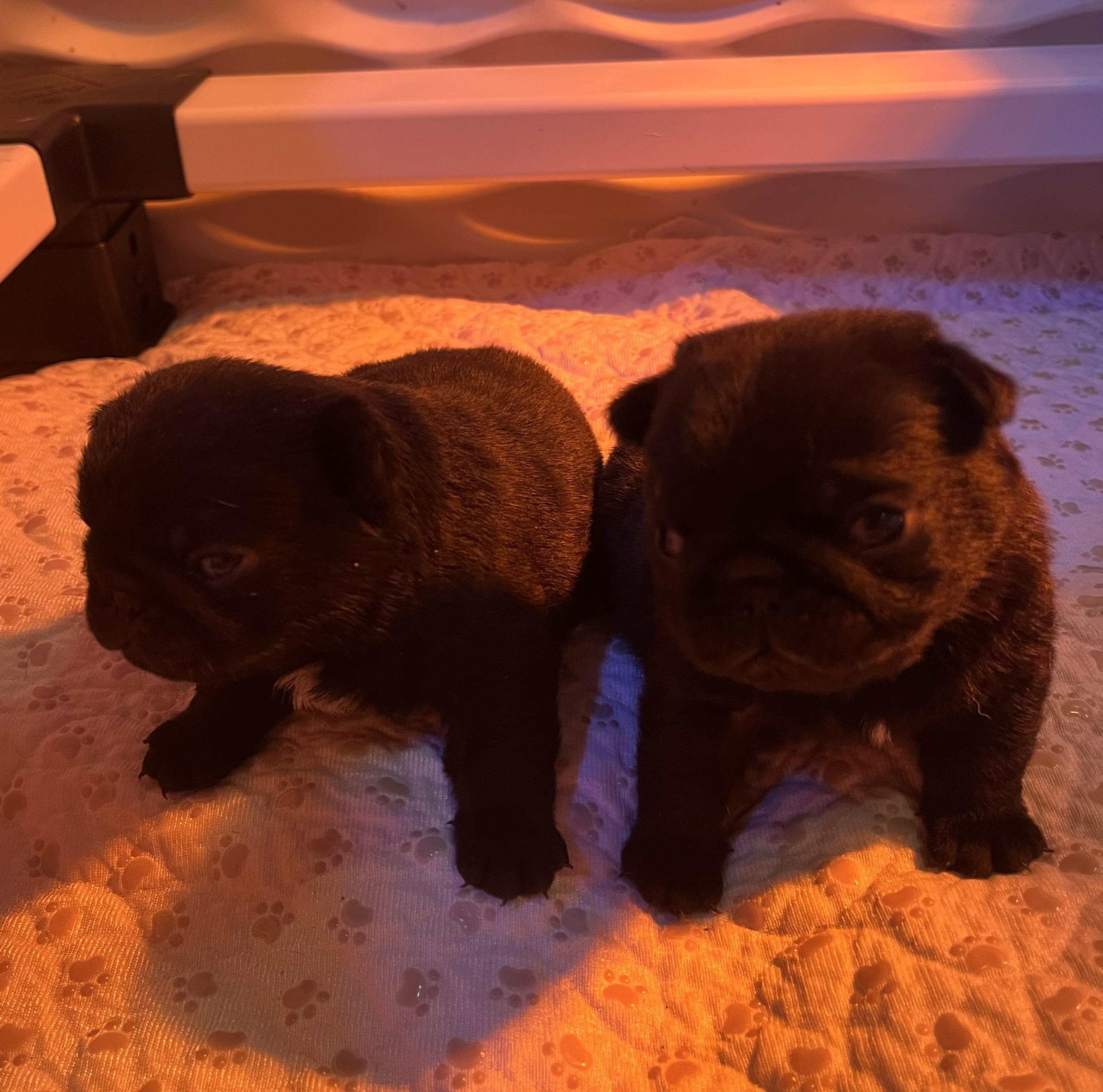 Price Kennels in North Carolina | Pug puppies | Good Dog