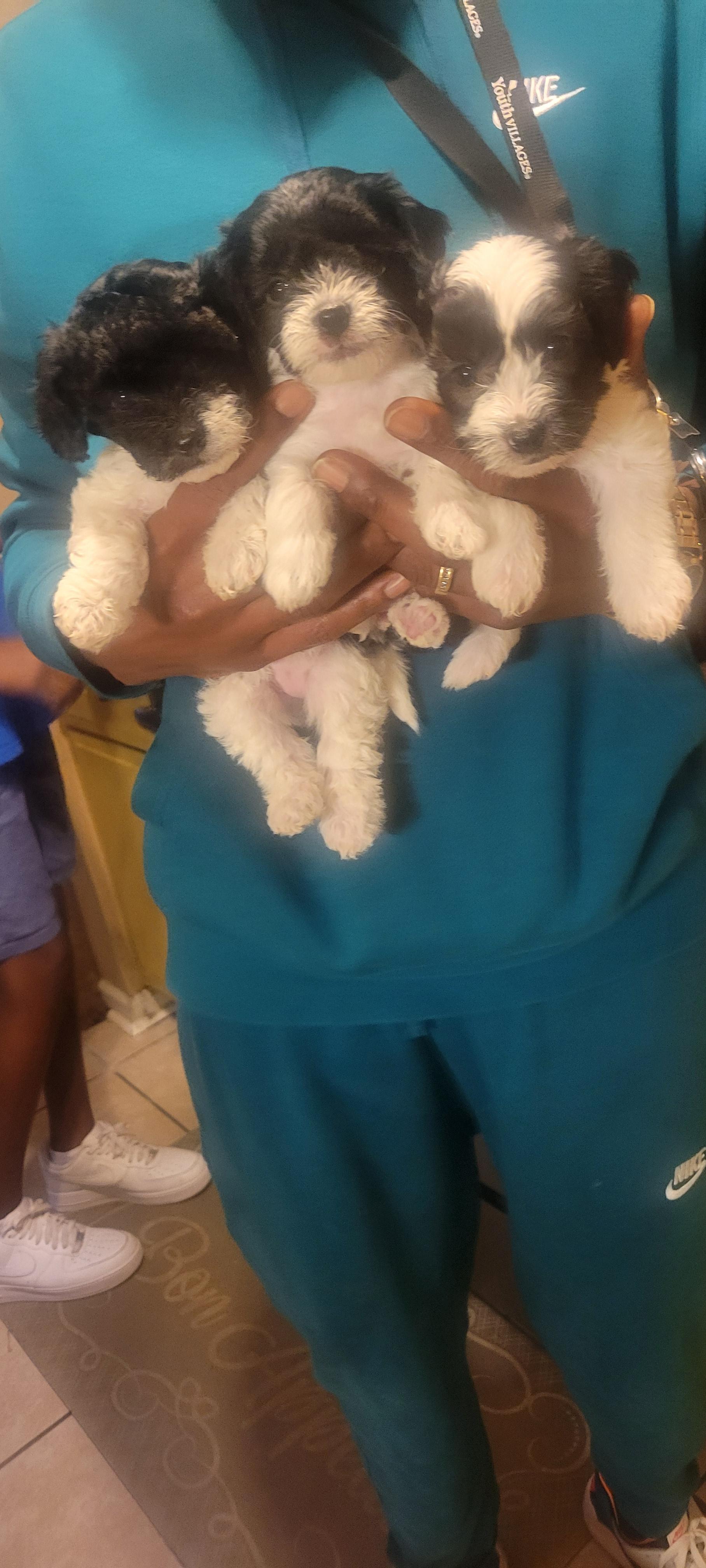 Stacie Whitten's Morkie's in Tennessee | Morkie puppies | Good Dog