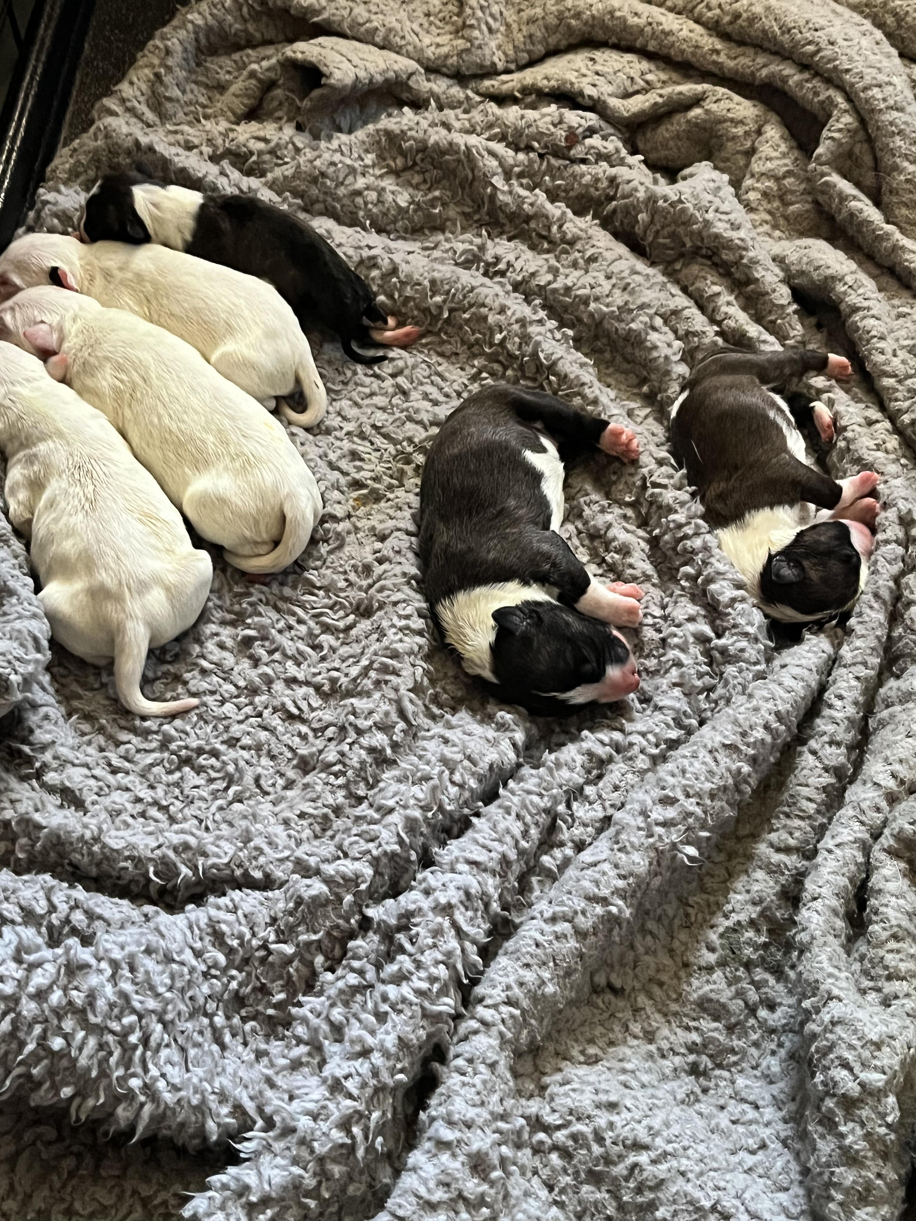 Palmer’s Bullies in West Virginia | Bull Terrier puppies | Good Dog