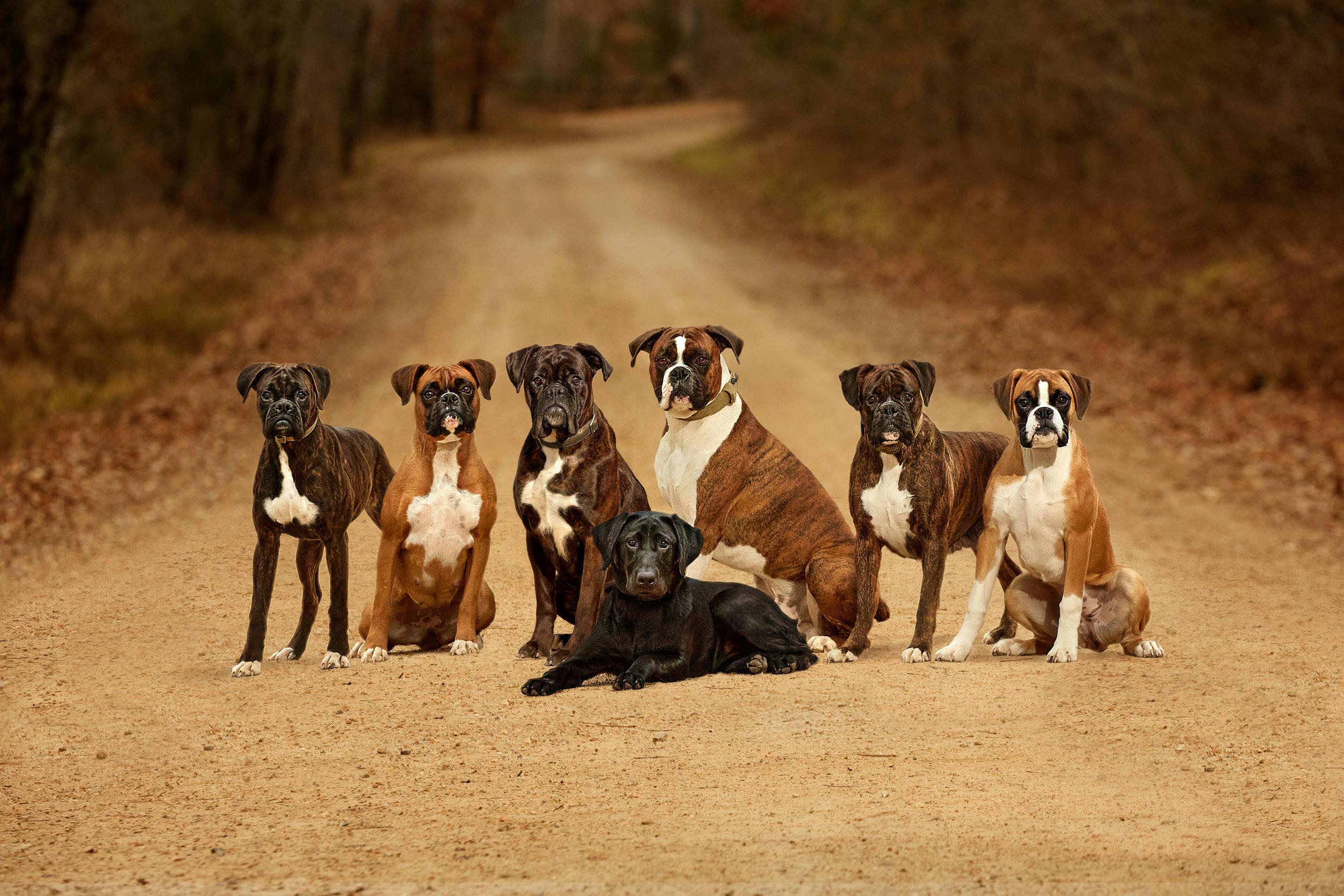 Rocky Bottom Boxers in Missouri | Boxer puppies | Good Dog