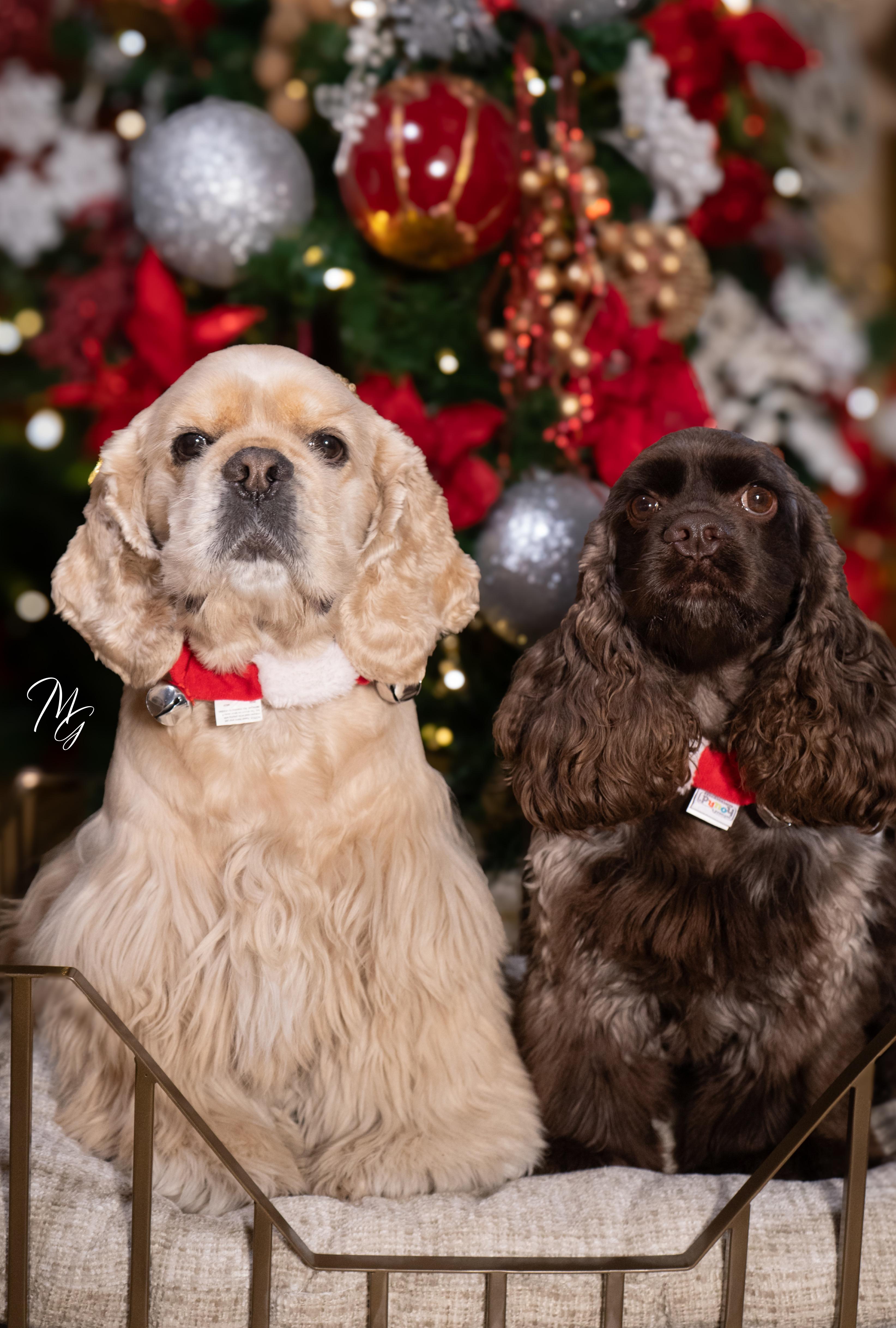 Once Upon a Time Cockers in Texas | Cocker Spaniel puppies | Good Dog