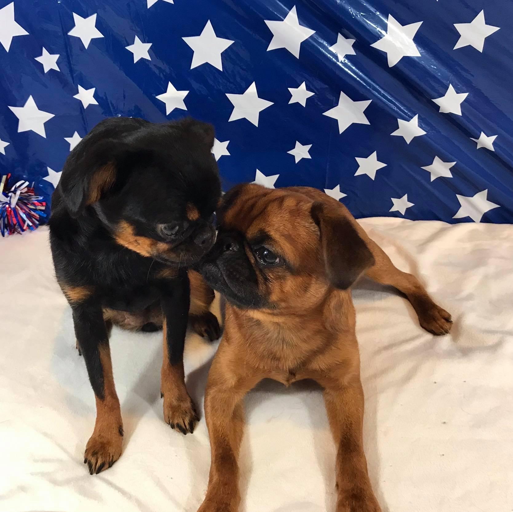 Ohio Valley Brussels Griffons in Ohio | Brussels Griffon puppies | Good Dog