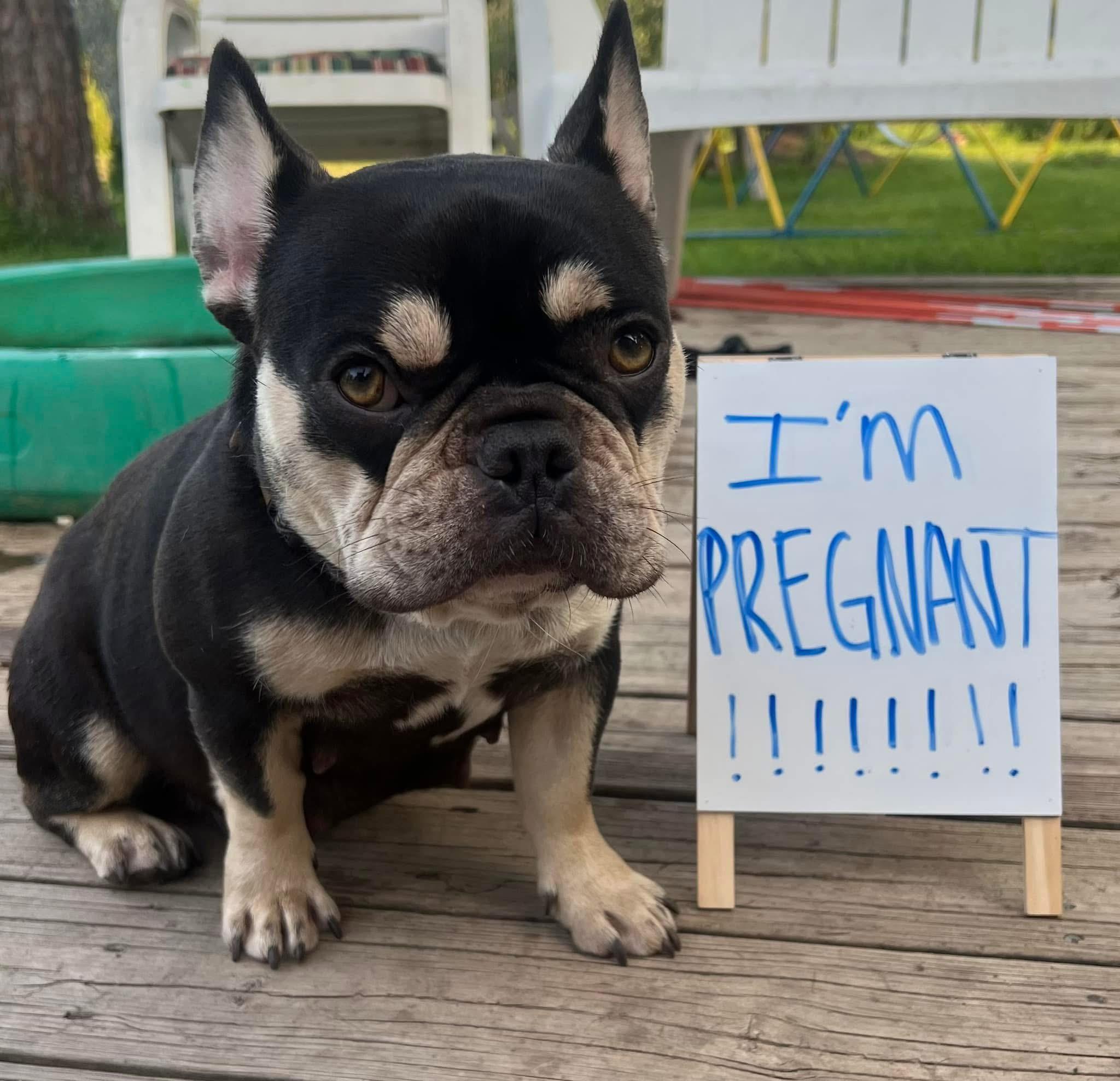 Love of Frenchies in Michigan | French Bulldog puppies | Good Dog
