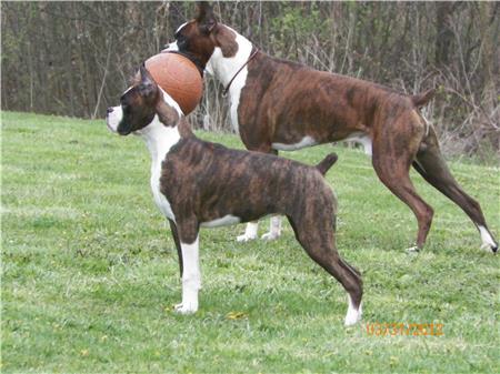 Timberstone Boxers in Pennsylvania | Boxer puppies | Good Dog