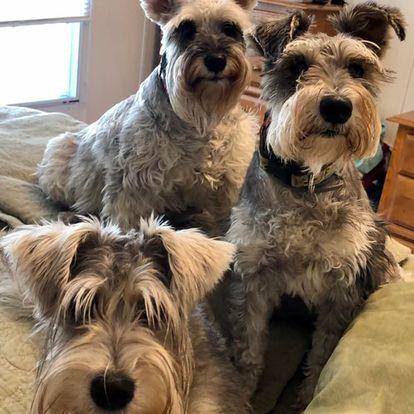 Little River Puppies in Virginia | Miniature Schnauzer puppies | Good Dog