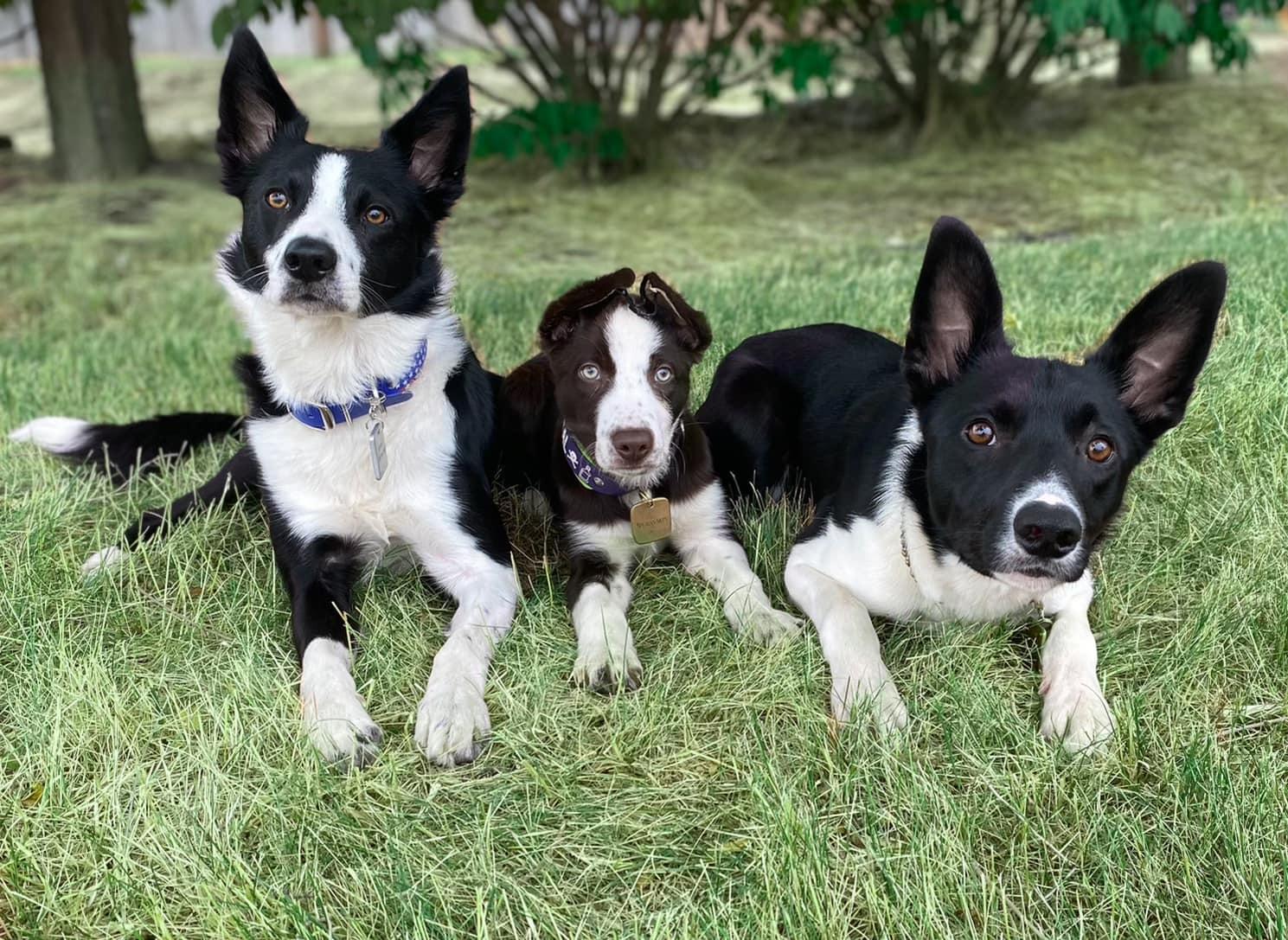 High Caliber BCs in Michigan | Border Collie puppies | Good Dog
