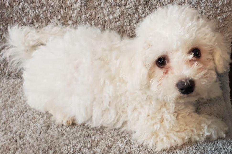 Jodith's Bichon Frise in Illinois | Bichon Frise puppies | Good Dog