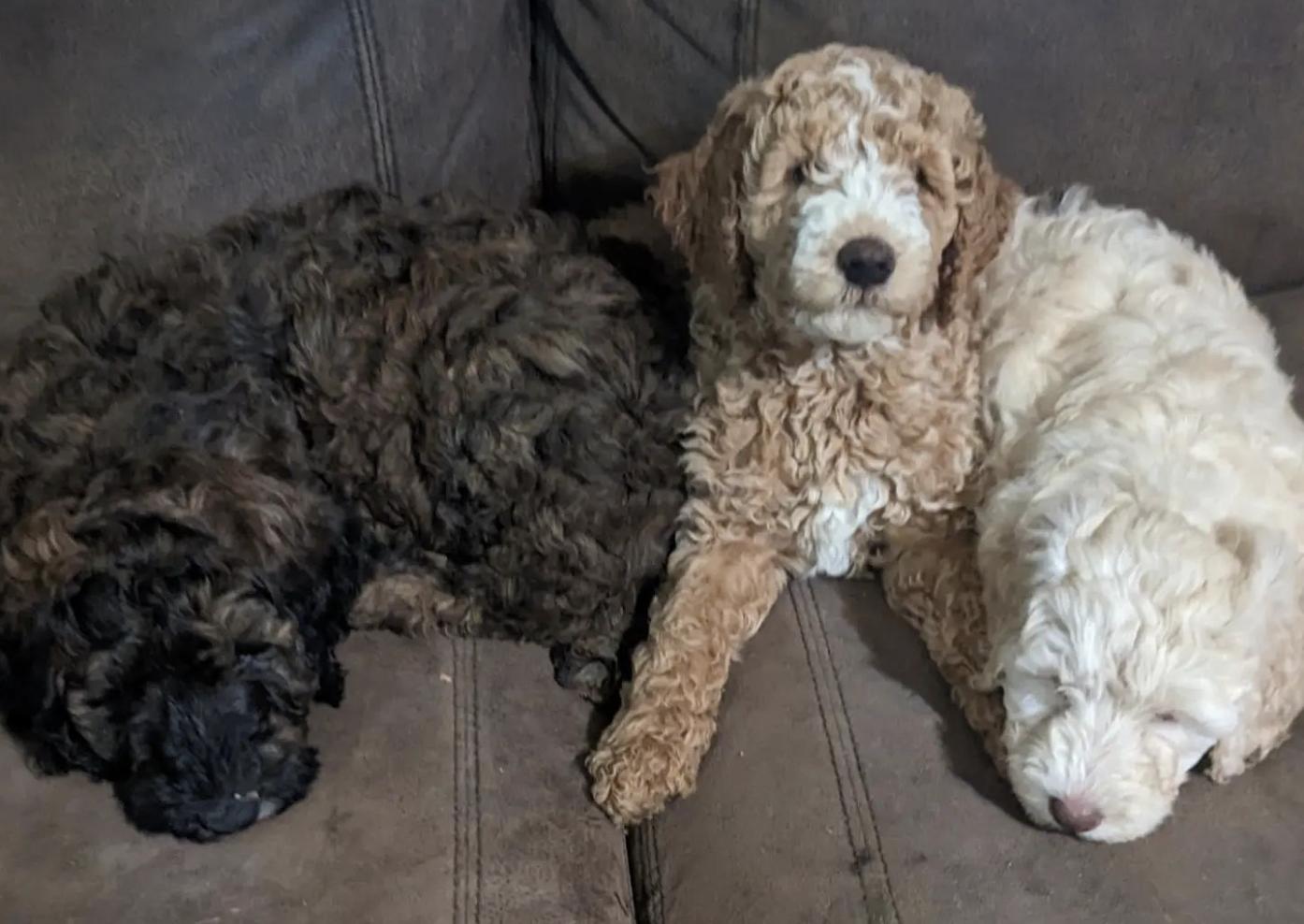 Daisy's Doodle Den in Georgia | Cavapoo and Goldendoodle puppies | Good Dog