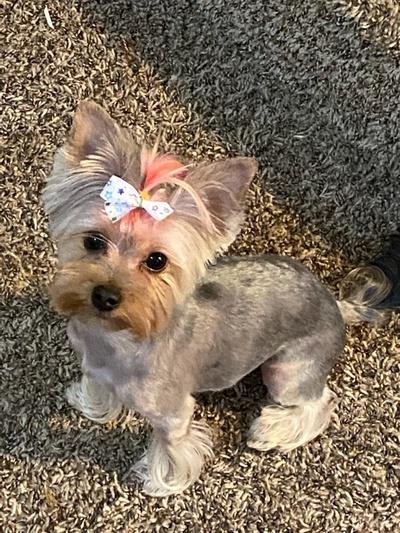 Marsha's Yorkies in Georgia | Yorkshire Terrier puppies | Good Dog