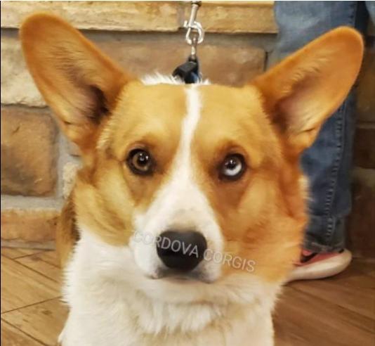 Cordova Corgis in Oklahoma | Pembroke Welsh Corgi and American Corgi ...