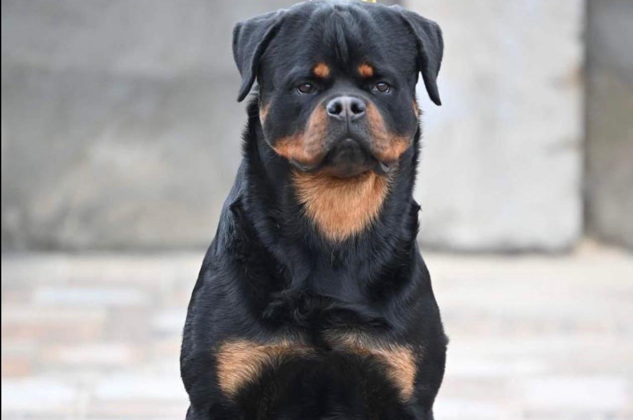 Coronado Rottweilers in Arizona | Rottweiler puppies | Good Dog