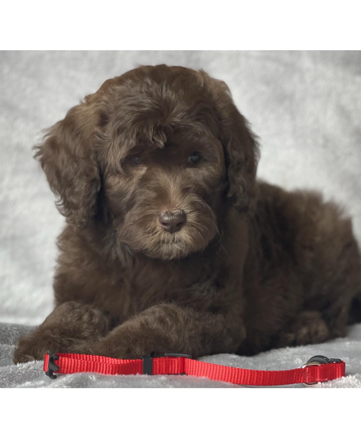 I Love U Back Labradoodles, LLC in Texas | Labradoodle and Australian ...