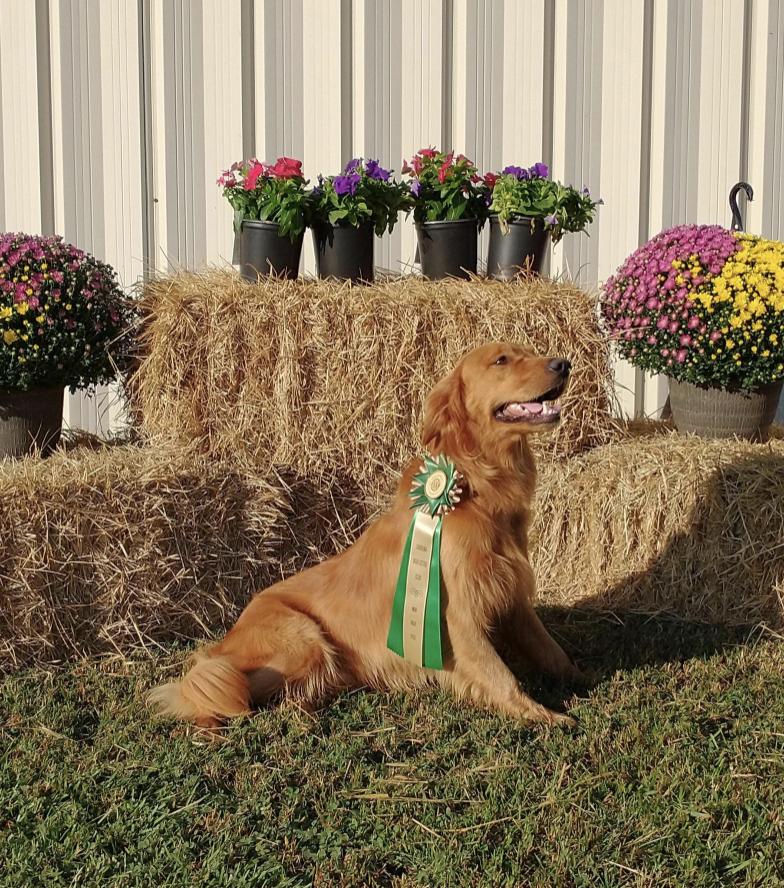 Summit Shadows in Oregon | Golden Retriever puppies | Good Dog