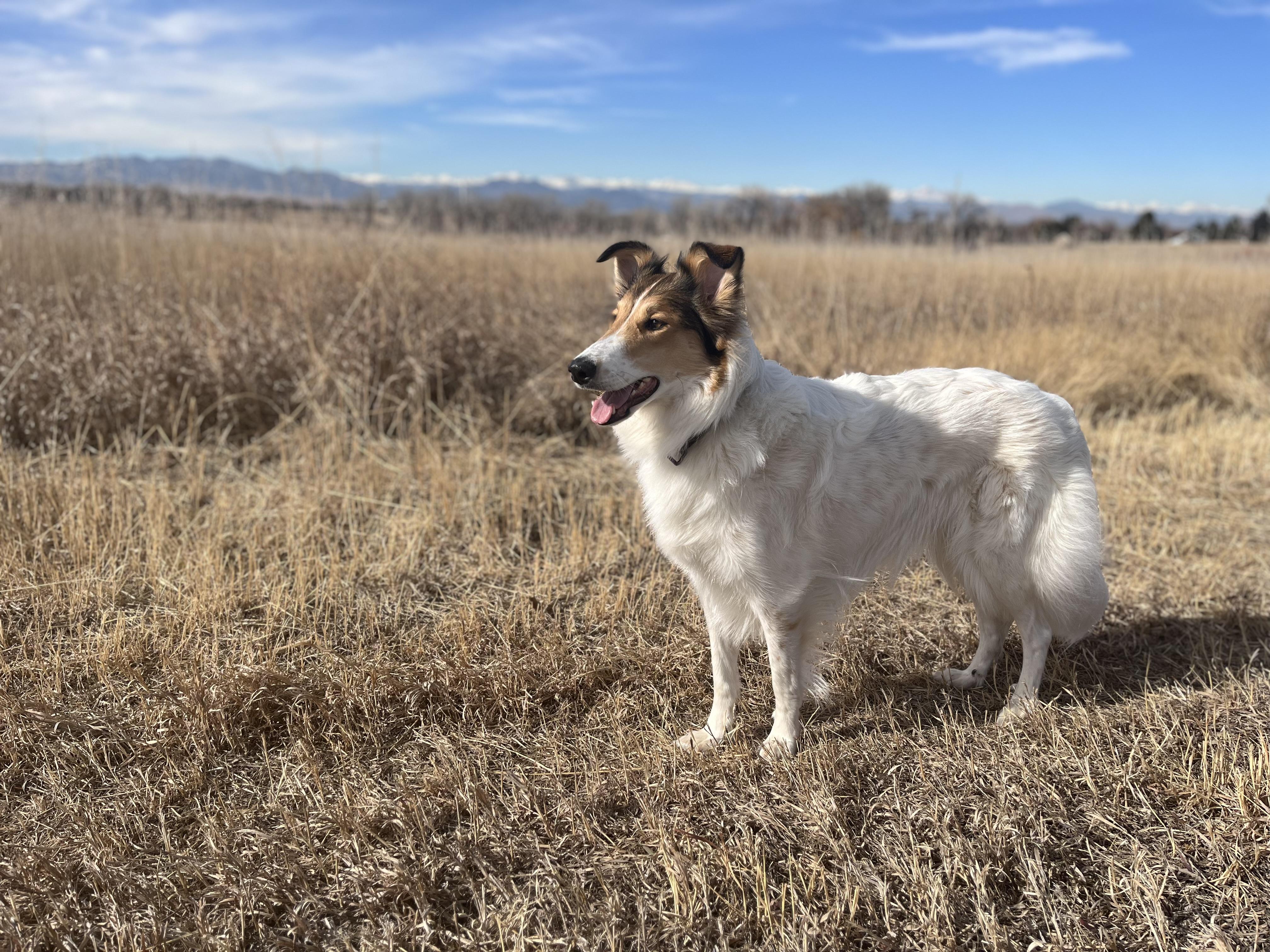 Bonnie Brae Collies in Colorado | Collie, Old Time Scotch Collie or ...