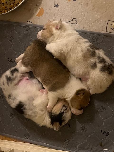 Green Star Farm Corgis in Tennessee | American Corgi puppies | Good Dog