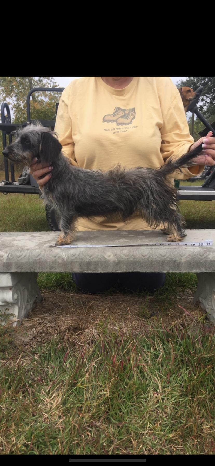 Val’s Pals in Georgia | Dachshund puppies | Good Dog