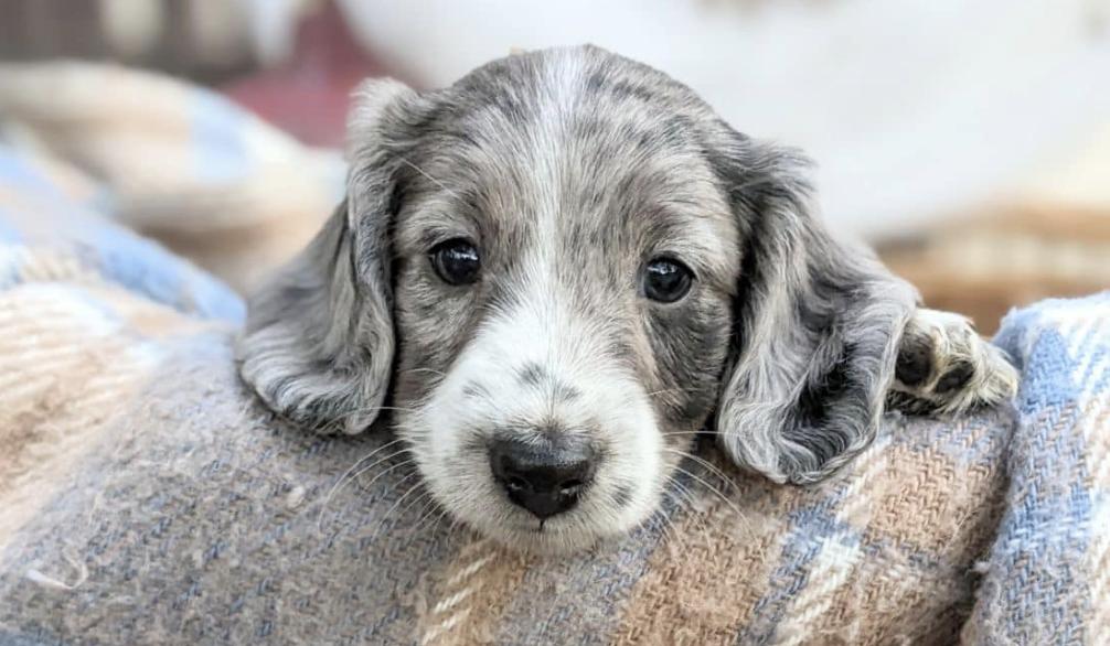 Hairy Wieners in Texas | Dachshund puppies | Good Dog