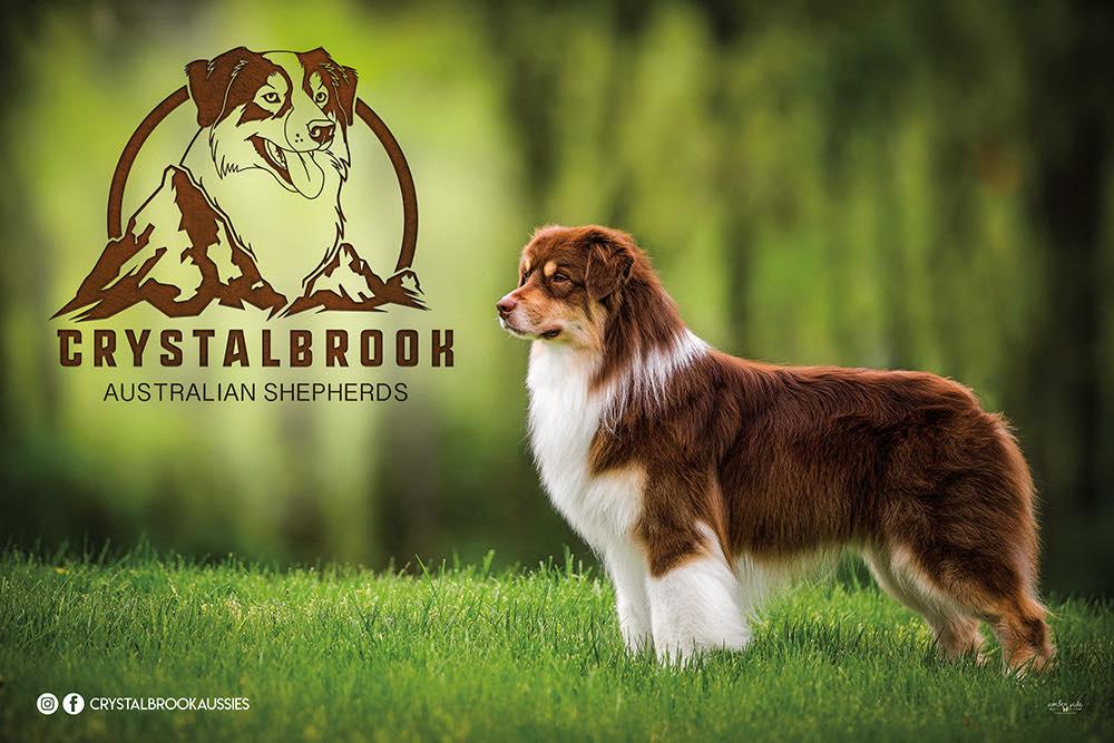 Crystalbrook Aussies in Colorado | Australian Shepherd puppies | Good Dog