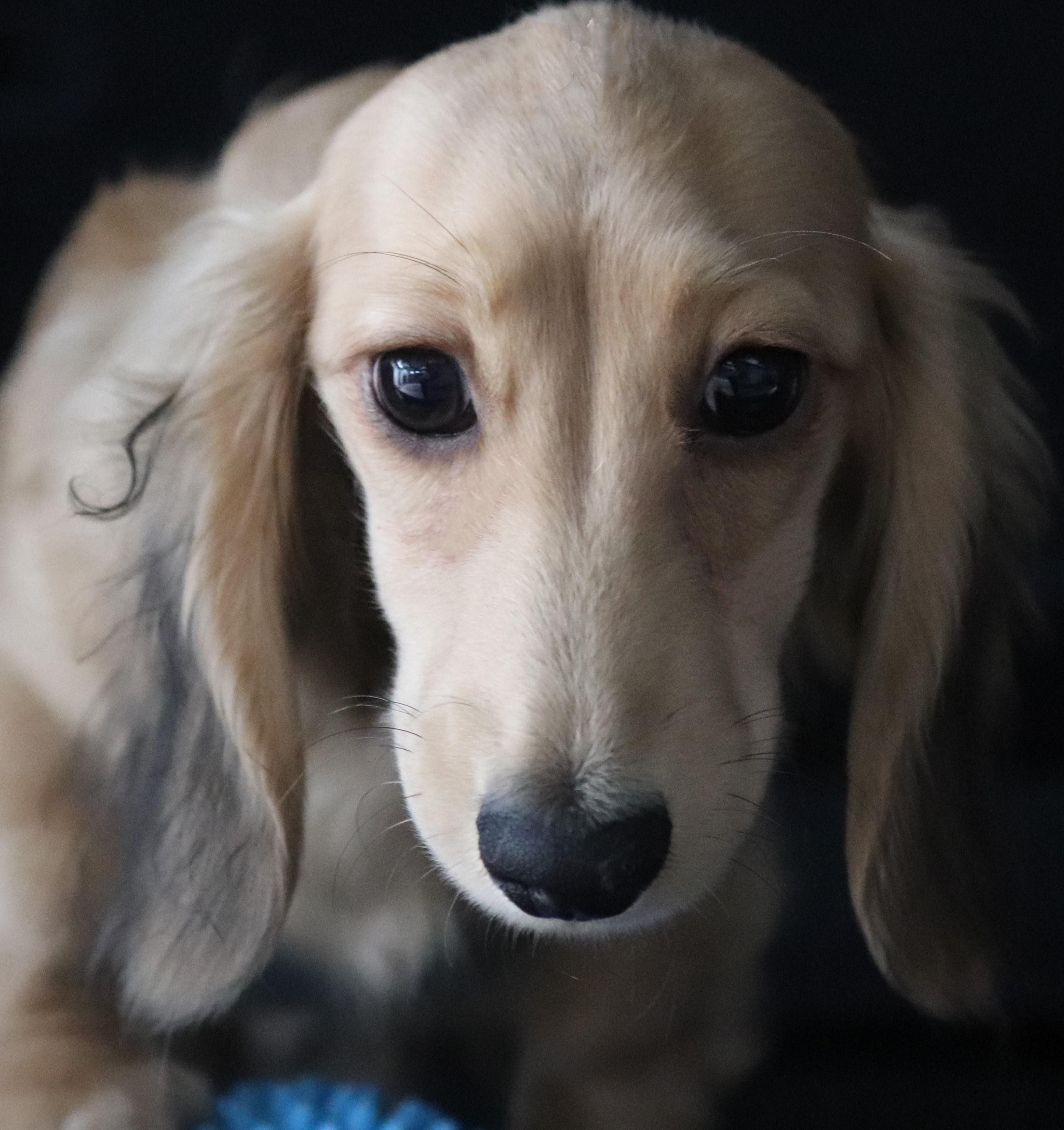 American Dachshunds in Texas | Dachshund puppies | Good Dog