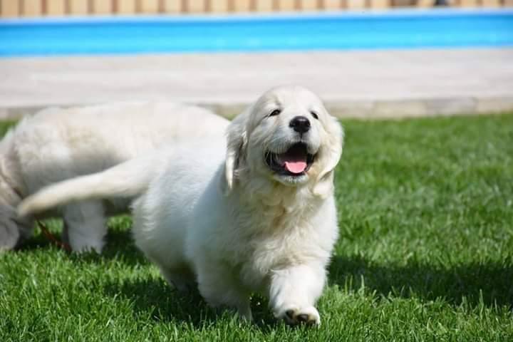 Fiddle In Gold Retrievers in Indiana | Golden Retriever puppies | Good Dog