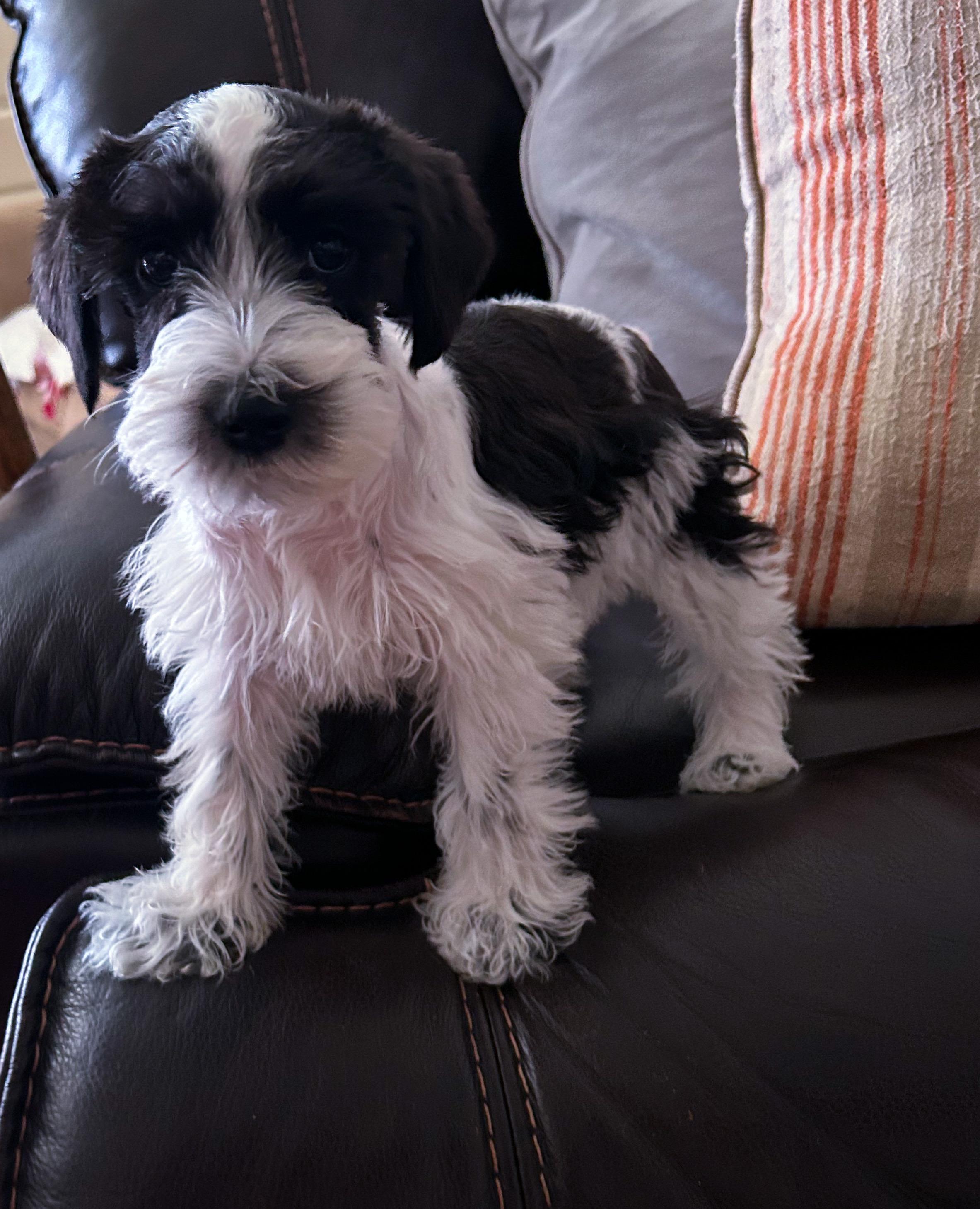 Bobo’s Babies Kennels in South Carolina | Miniature Schnauzer and ...
