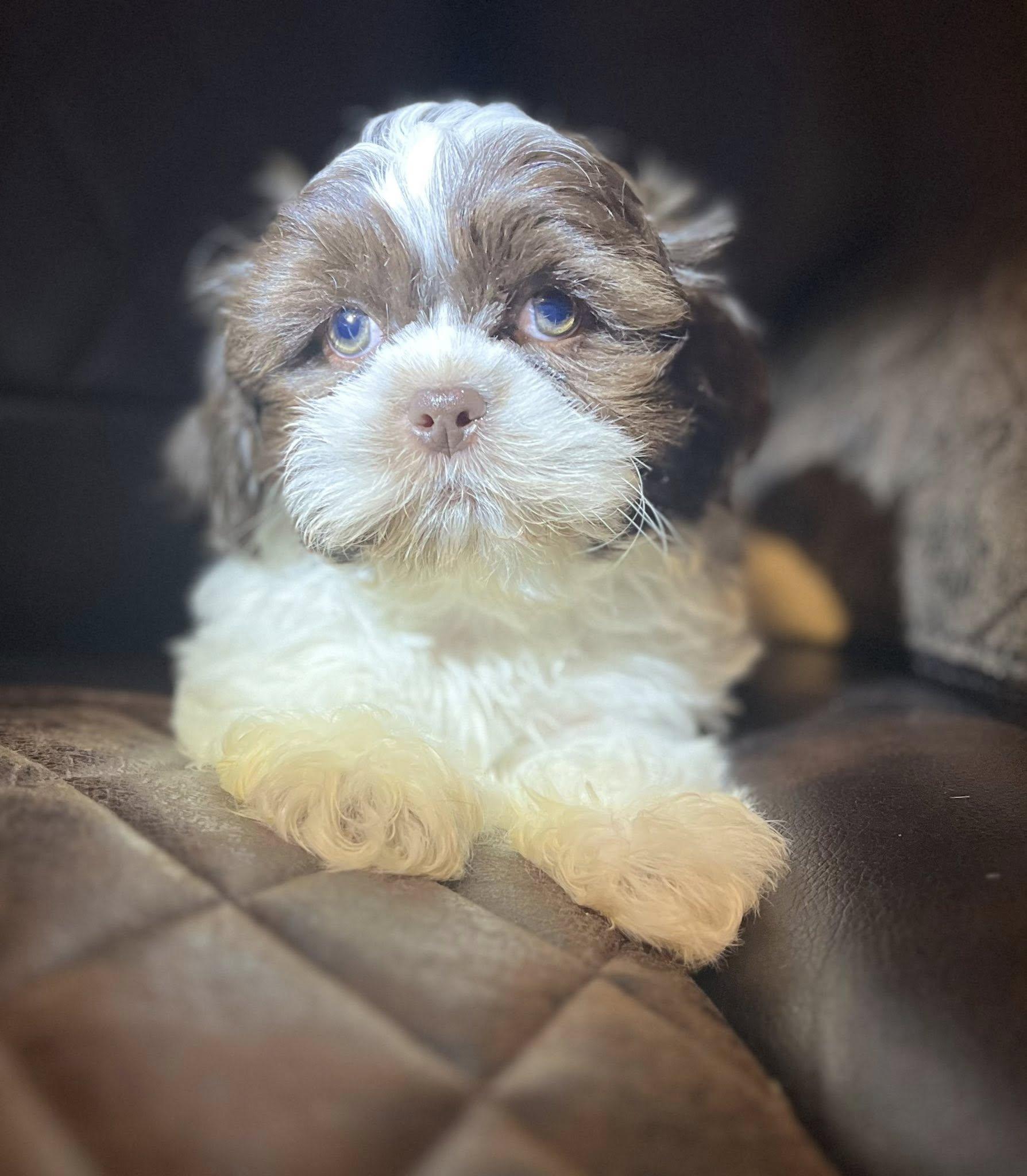 Jay&Ray Shih Tzu’s in North Carolina | Shih Tzu puppies | Good Dog