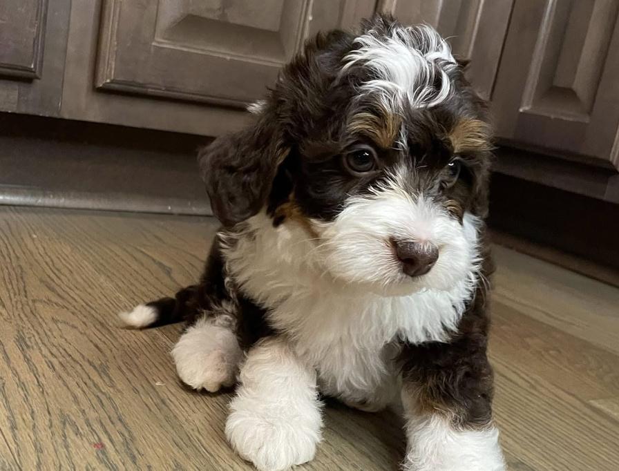 Diamond's Doodles in Tennessee | Bernedoodle, Goldendoodle or Yorkipoo ...
