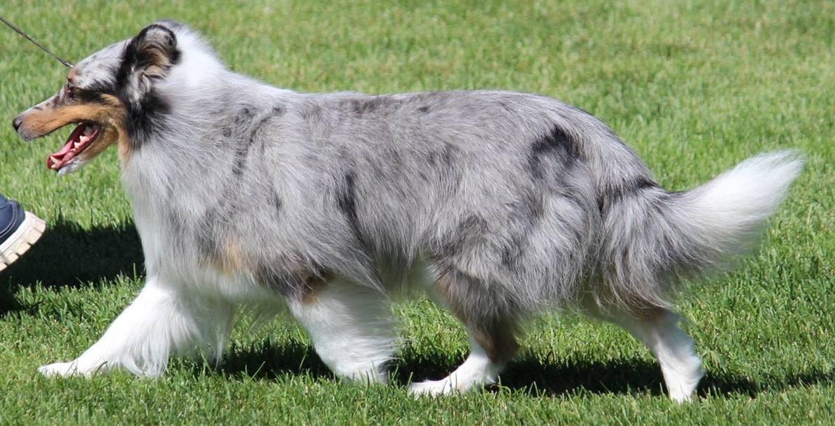 Rob Wen's Shetland Sheepdogs in Arizona | Shetland Sheepdog puppies ...
