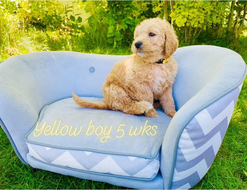 Doodle Tree in Utah | Goldendoodle puppies | Good Dog