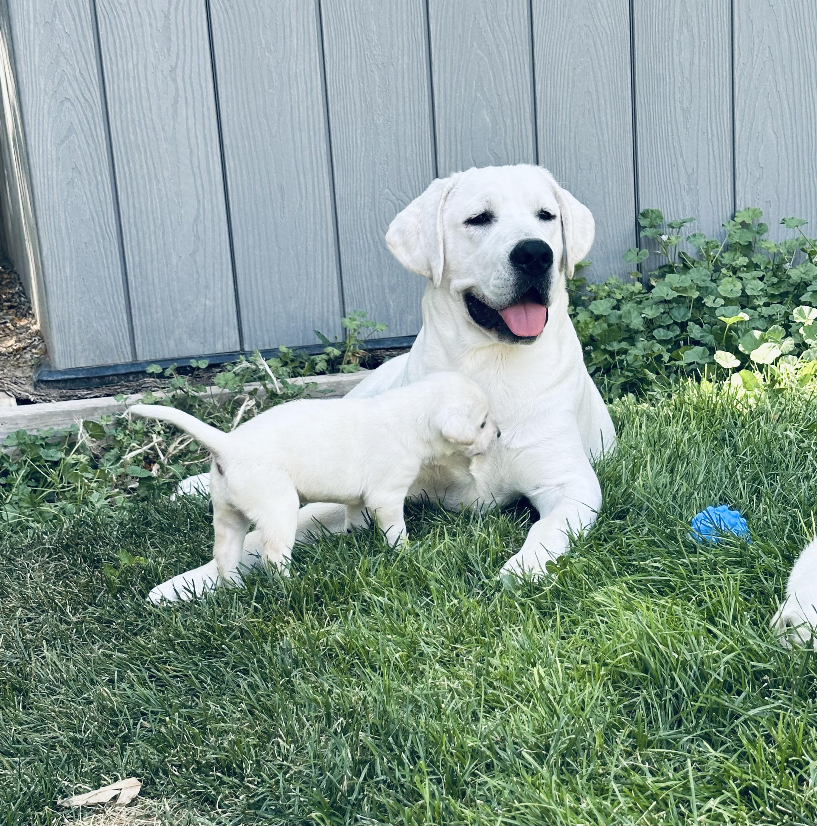 Gem State English Labrador Retrievers in Idaho | Labrador Retriever ...