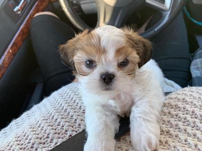 Prescious Shih Tzu’s in Florida | Shih Tzu puppies | Good Dog
