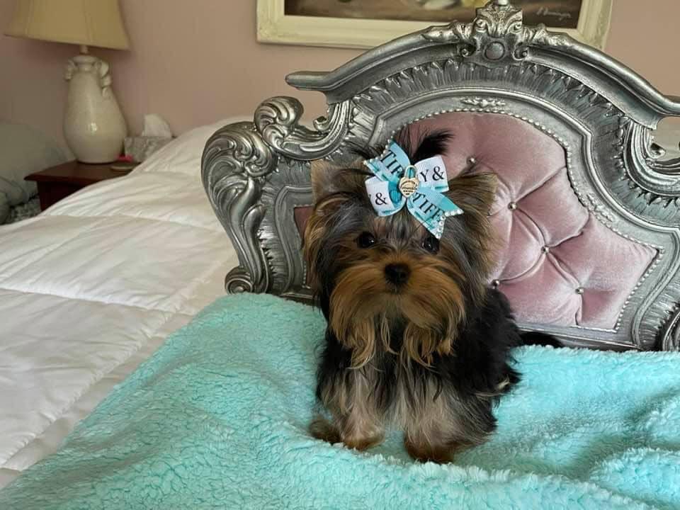 Sweet Bella Babies in Michigan | Biewer Terrier and Yorkshire Terrier ...