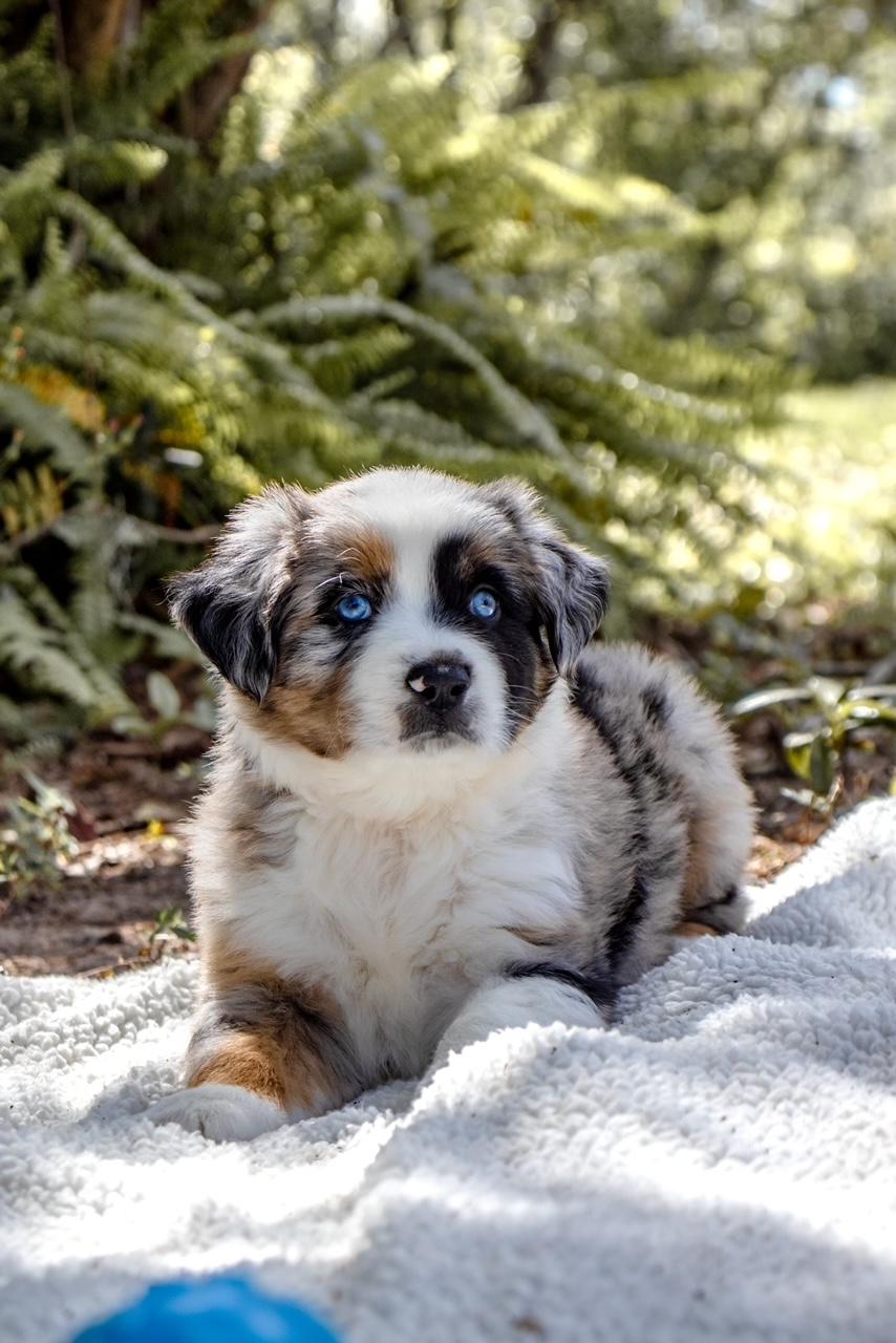 Gable A Aussies in Florida | Miniature Australian Shepherd puppies ...