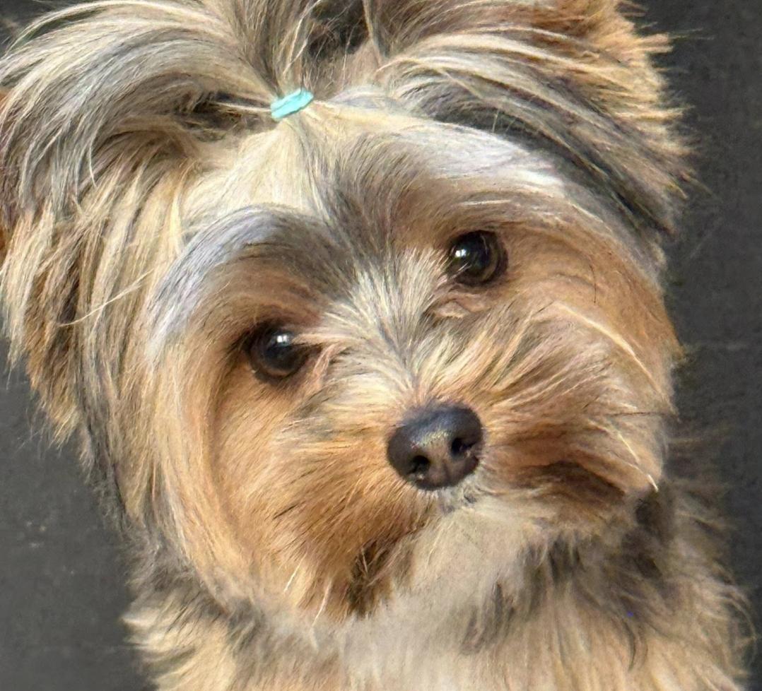 Twisted Oak Farms in Oregon | Yorkshire Terrier puppies | Good Dog