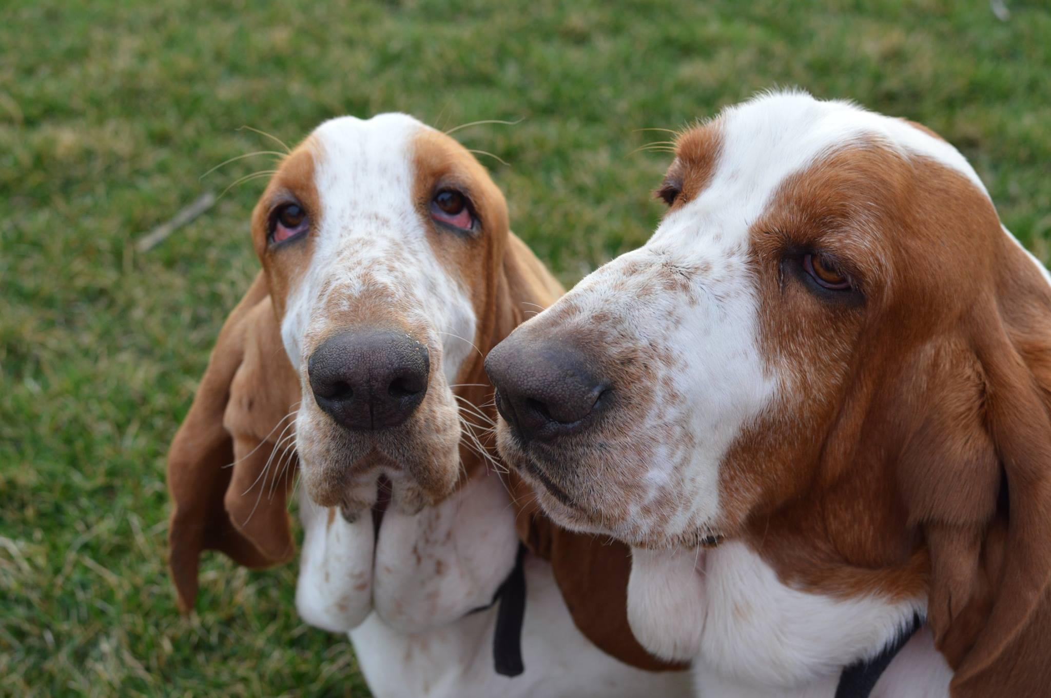 TopCrop Bassets in Missouri | Basset Hound puppies | Good Dog